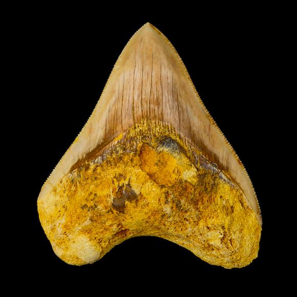 Bonhams : Tan Rose Color Megalodon Tooth