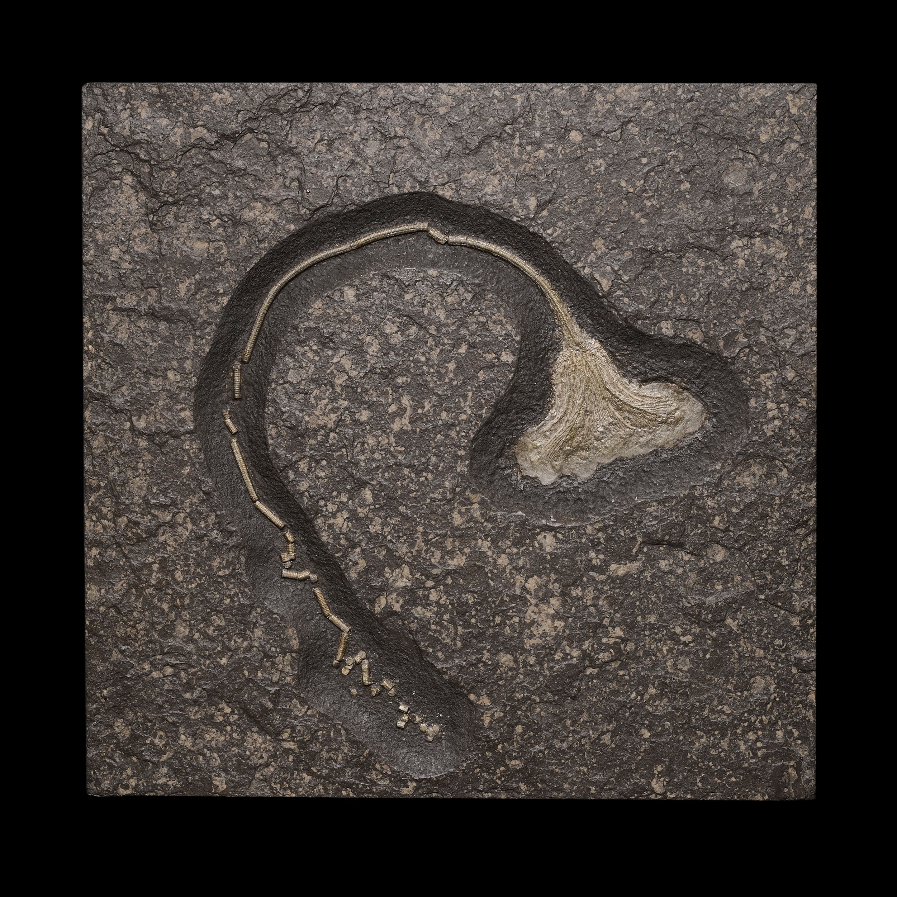 Bonhams : Jurassic Crinoid from Germany