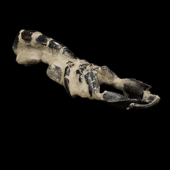 Bonhams : Exceptionally Large Fossil Crayfish