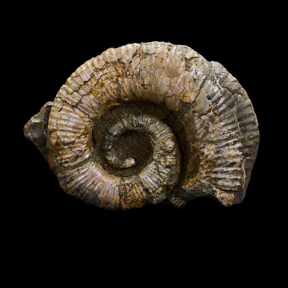Bonhams : Uncoiled Iridescent Ammonite