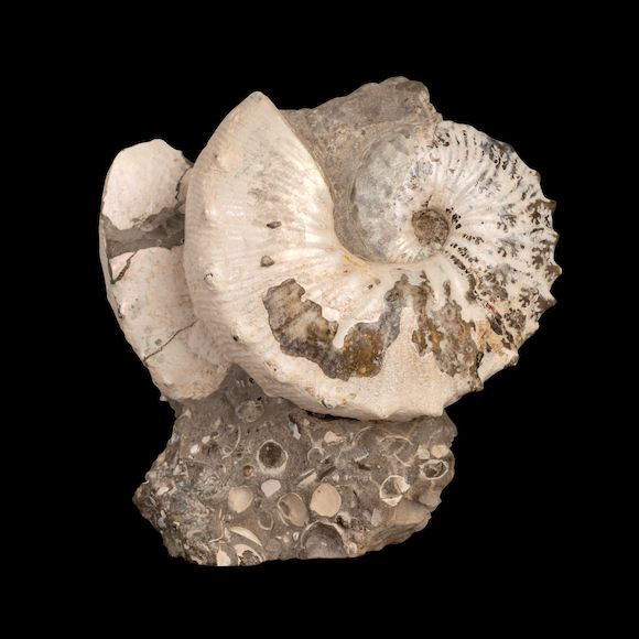 Bonhams : Cretaceous Scaphite Cluster