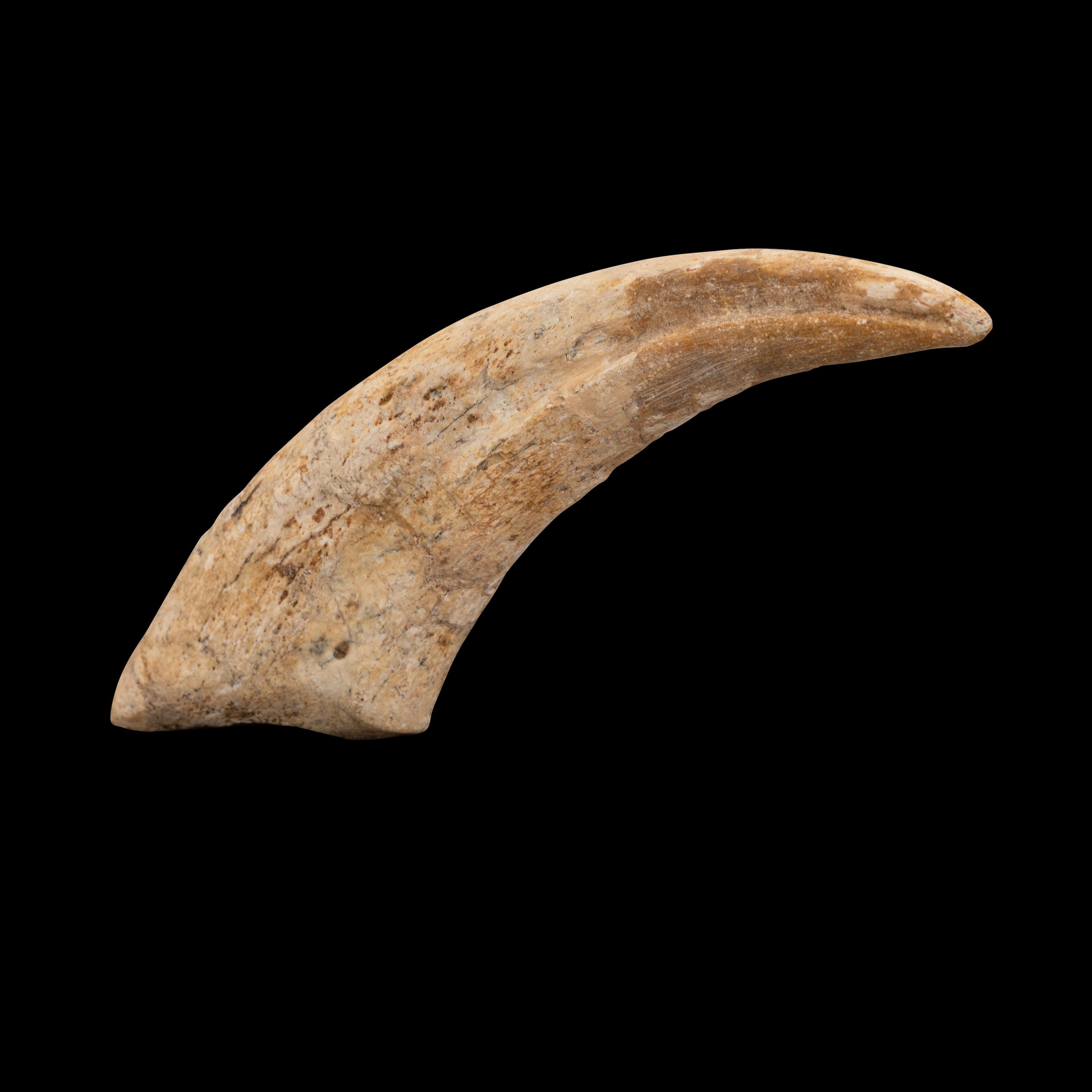 Dinosaur claw - auctions & price archive