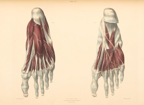 Bonhams : QUAIN, JONES & SIR WILLIAM JAMES ERASMUS WILSON. The Nerves ...