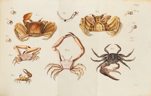 Bonhams : SEA CREATURES. 13 titles: