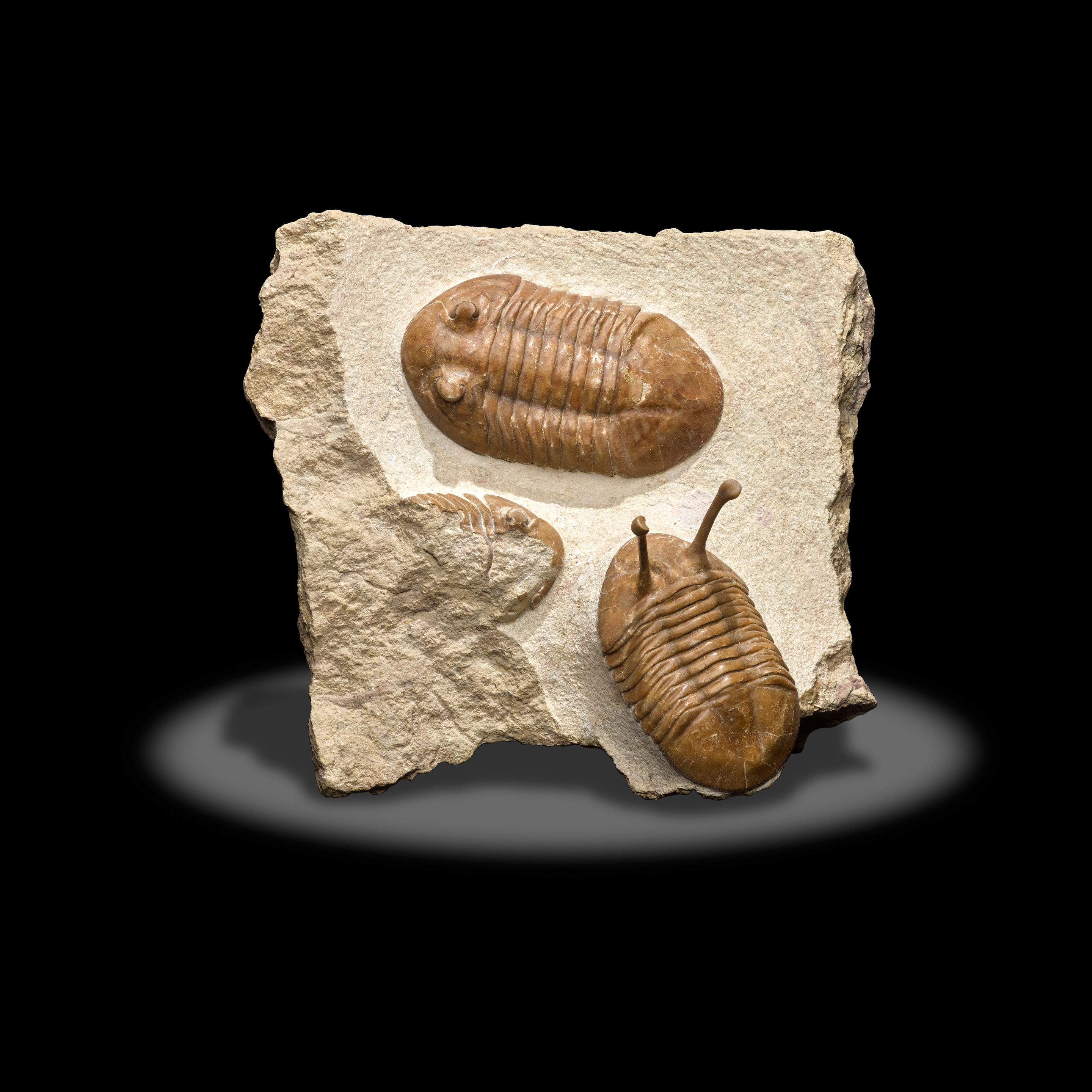 Bonhams : TWO NEOASAPHUS TRILOBITES--ONE WITH LONG EYE STALKS