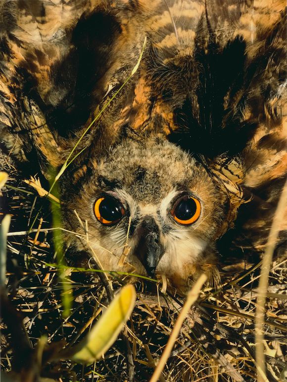 Bonhams : Juergen Teller (born 1964); Owl, Hydra;