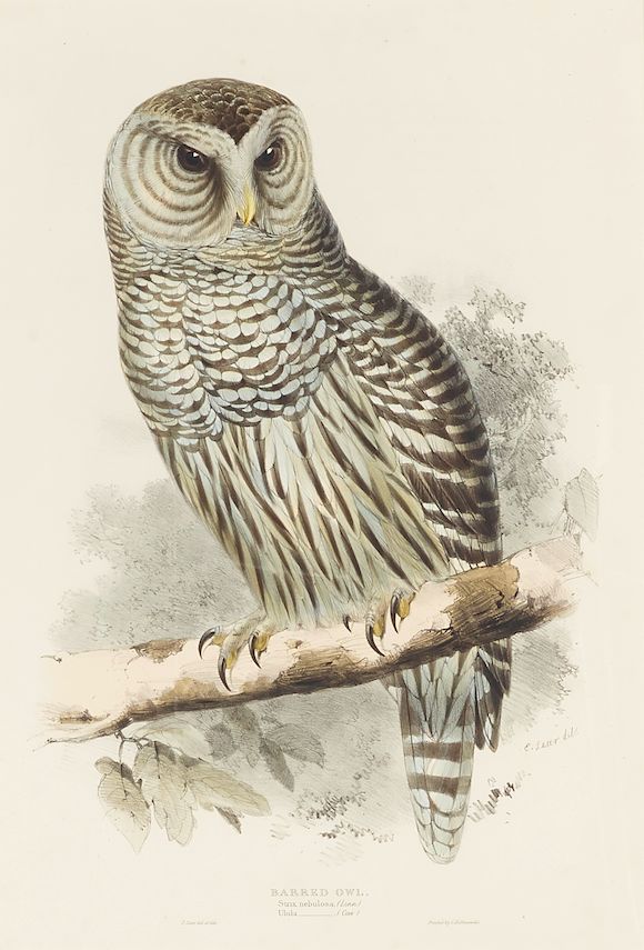 Bonhams : Edward Lear (British, 1812-1888); A Group of Owls, from Birds ...