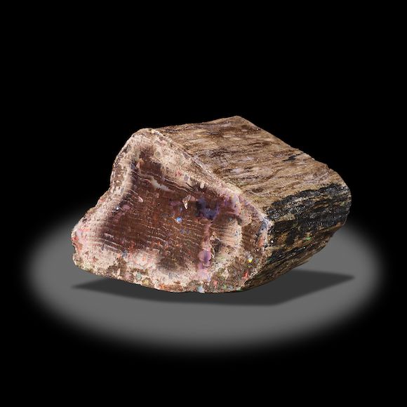 Bonhams : Precious "Conk" Wood Limb Specimen