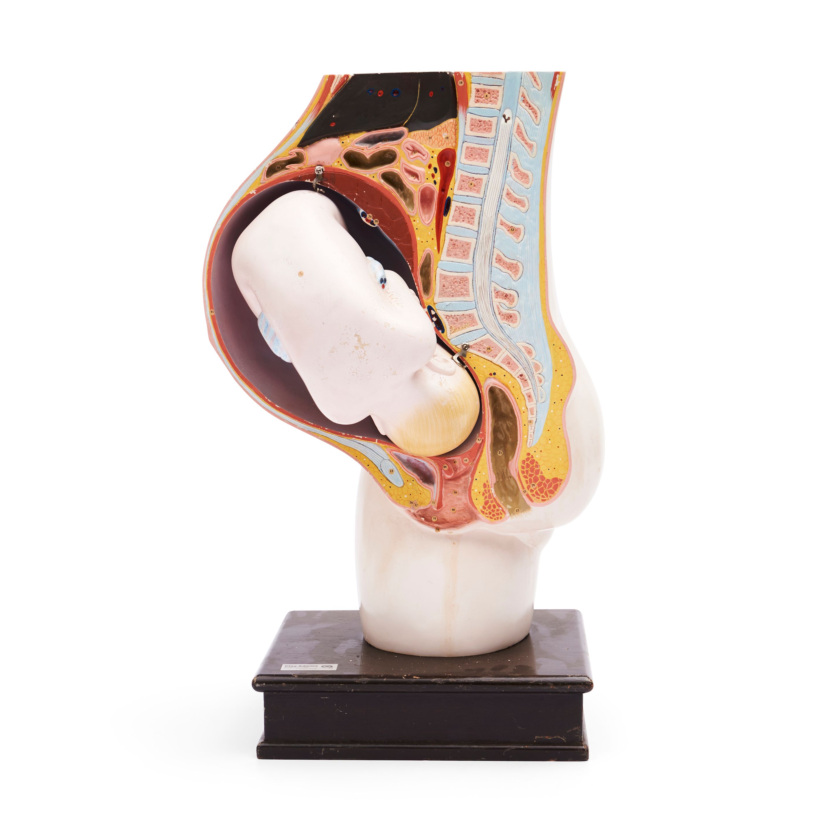 Bonhams Skinner : Clay Adams Anatomical Teaching Model,