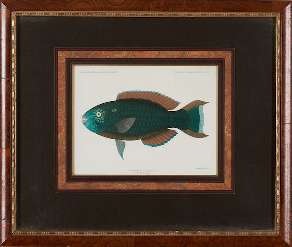 Bonhams Skinner : Framed Fish Chromolithographs