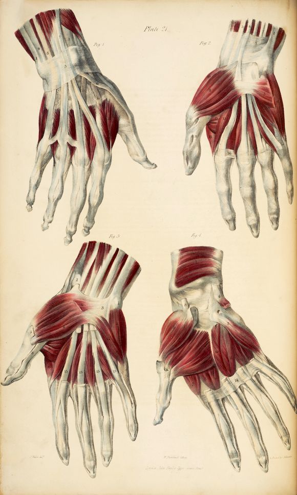 Bonhams : QUAIN, JONES. 1796-1865; and WILLIAM JAMES ERASMUS WILSON ...