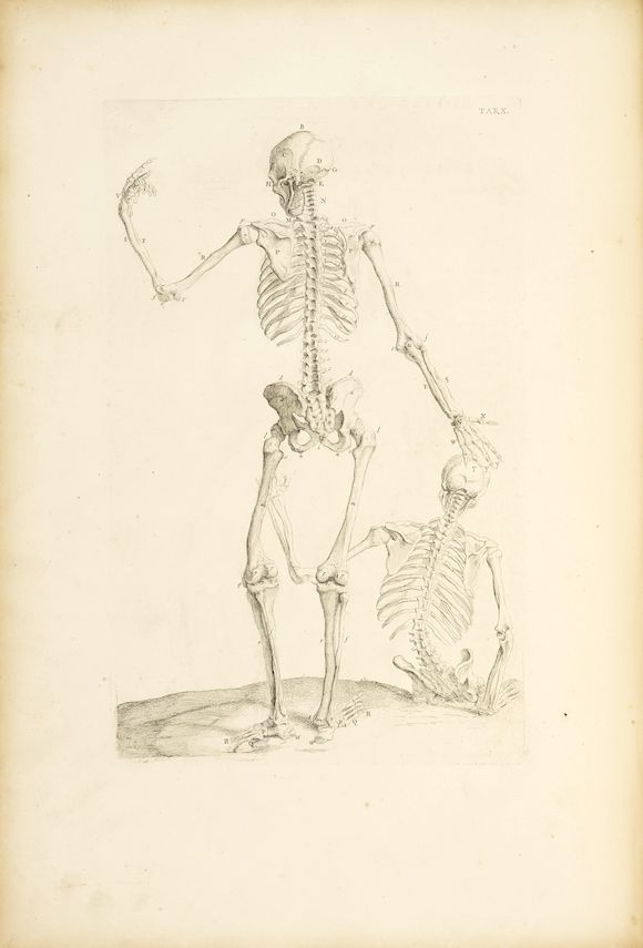 Bonhams : COWPER, WILLIAM. 1666-1709. Myotomia Reformata: Or an ...