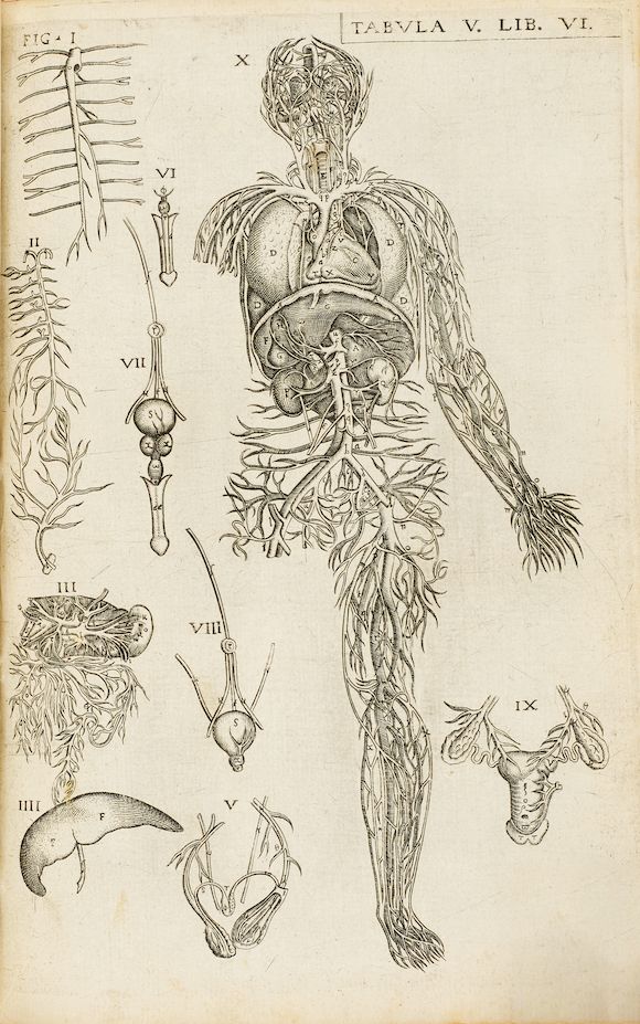 Bonhams : VALVERDE DE HAMUSCO, JUAN. 1520-1588. Vivae imagines partium ...