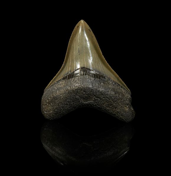 Bonhams : Megalodon Tooth