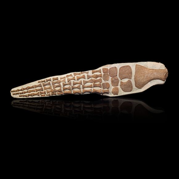 Bonhams : Large Mosasaur Paddle