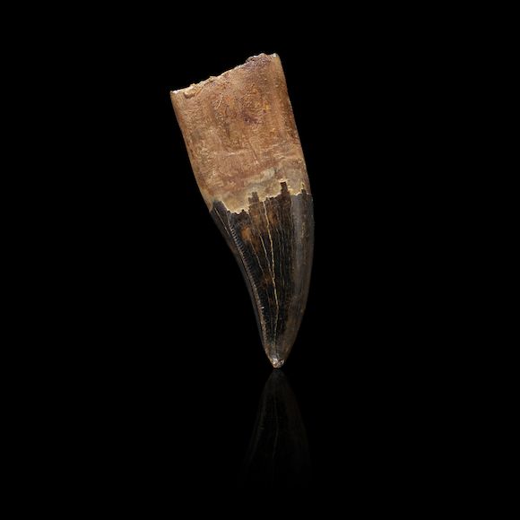 Bonhams : T. rex Tooth with Replaced Root