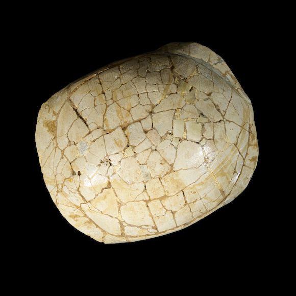 Bonhams : Large Fossil Tortoise