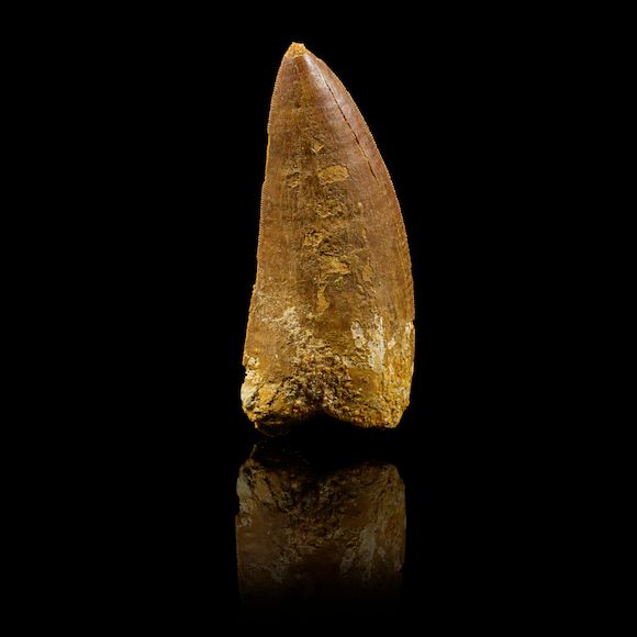 Bonhams : Carcharodontosaurus Tooth