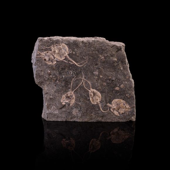 Bonhams : Plate of Five Unusual Pleurocystites Cystoids
