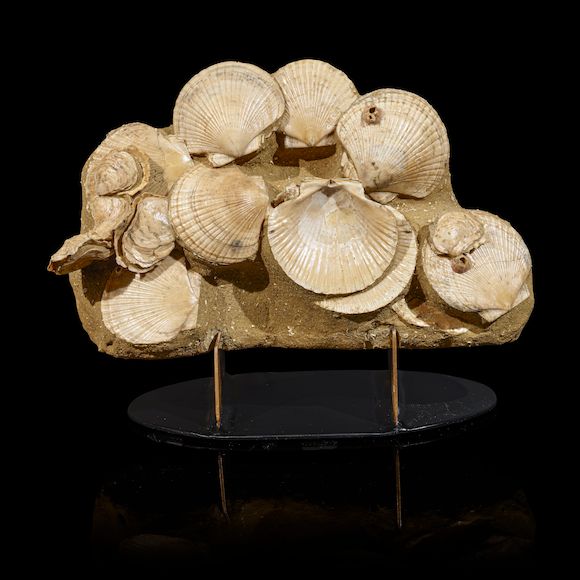 Bonhams : Fossilized Pecten Shells