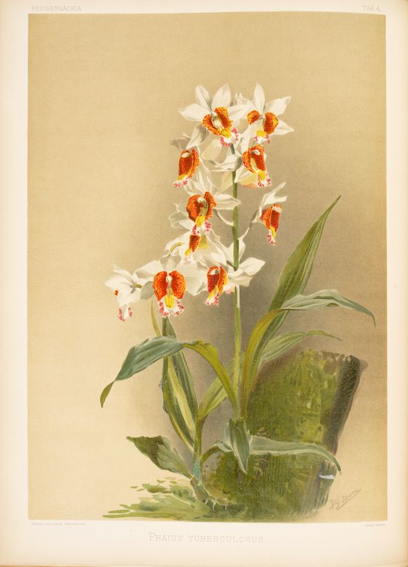 Bonhams : SANDER, HENRY FREDERICK CONRAD. 1847-1920. Reichenbachia ...