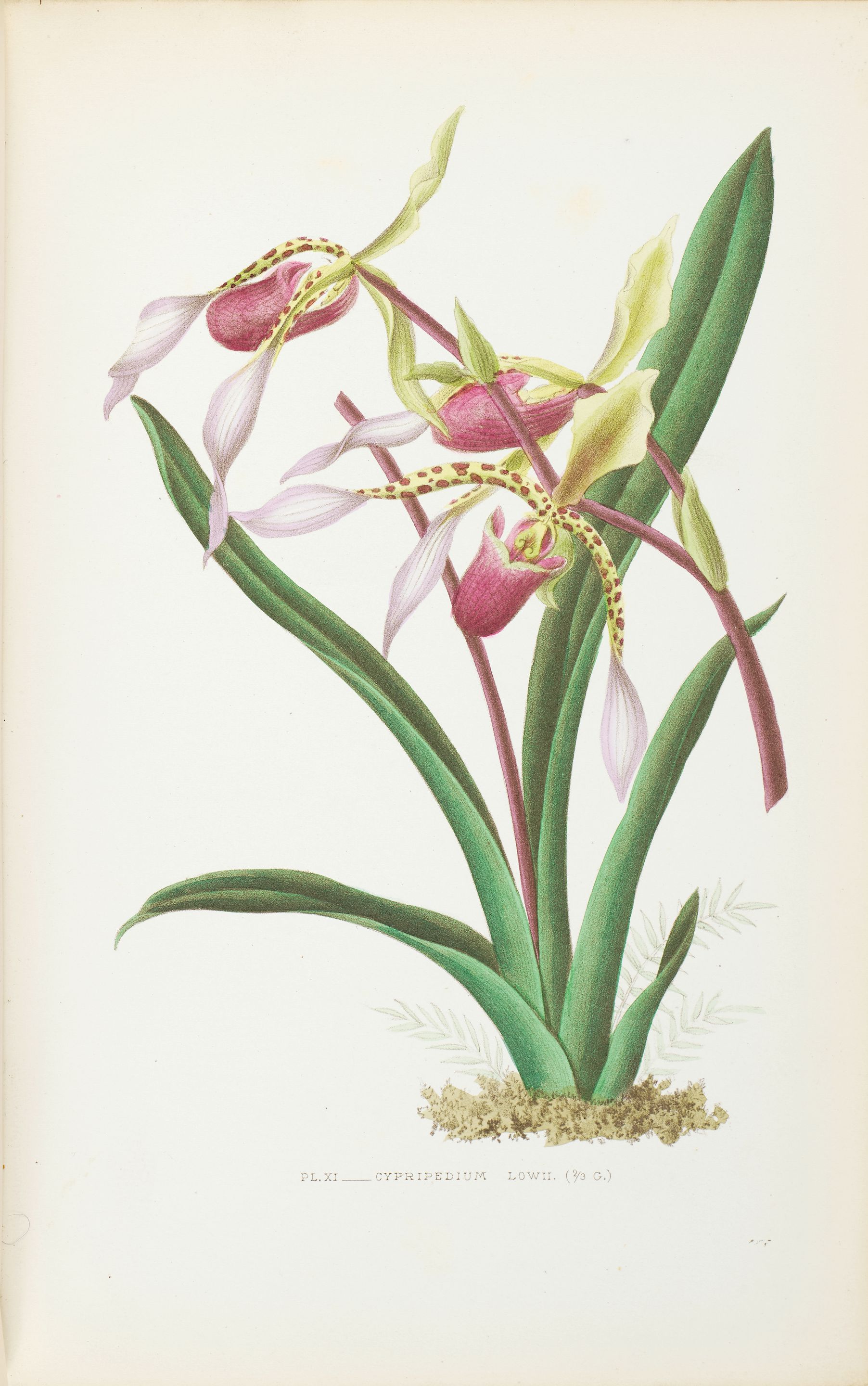 PUYDT, PAUL EMILE DE. 1810-1891. Les Orchidées. Histoire iconographique ...