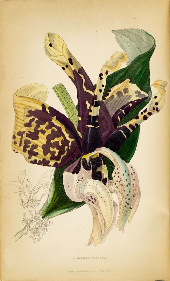 Bonhams : HENSHALL, JOHN. Fl. 1845. A Practical Treatise on the ...