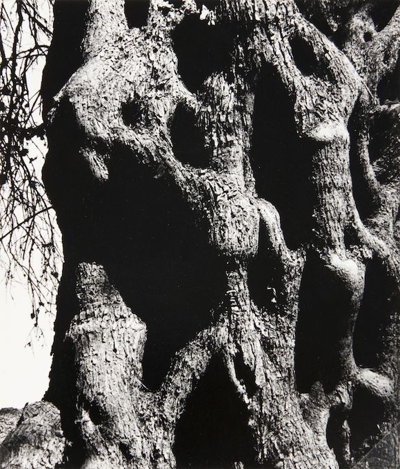 Bonhams Skinner : Aaron Siskind (1903-1991); Olive Tree, Corfu;