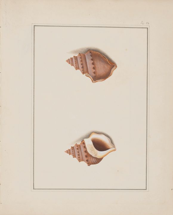Bonhams : MARTYN, THOMAS 1760-1816. The Universal Conchologist ...