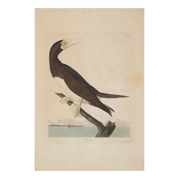 Bonhams : After John James Audubon (1785-1851); Booby Gannet (Plate ...