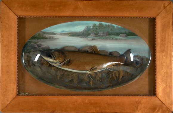 Bonhams Skinner : Framed Bubble Glass Diorama of a Brook Trout ...