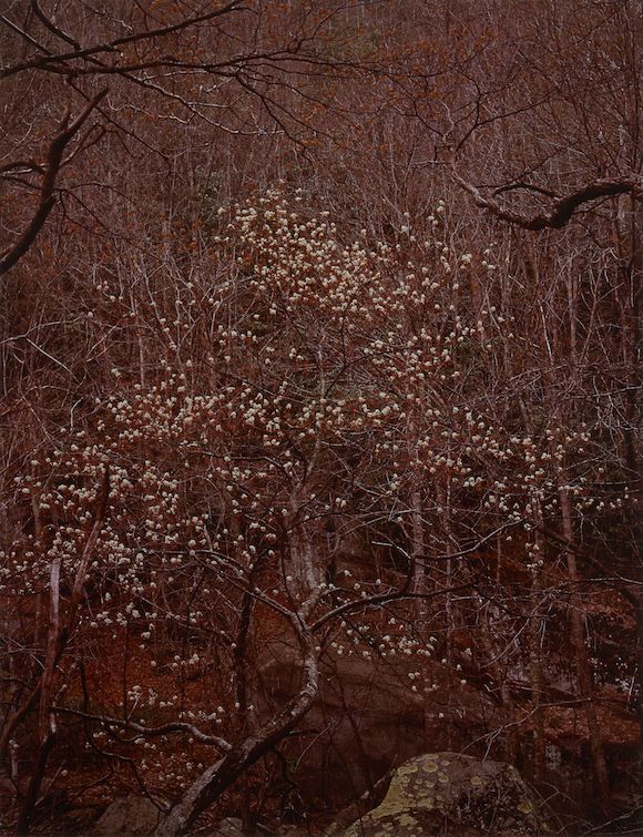 Bonhams Skinner : Eliot Porter (1901-1990); Shad Tree in Bloom, Great ...