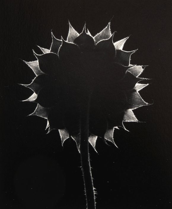 Bonhams Skinner : Paul Caponigro (born 1932); Sunflower, Winthrop ...