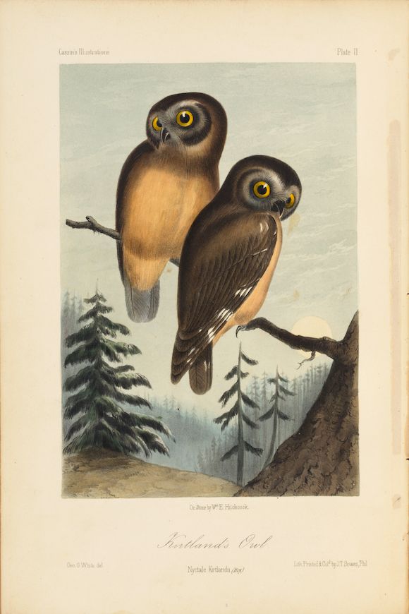 Bonhams : CASSIN, JOHN. 1813-1869. Illustrations of the Birds of ...