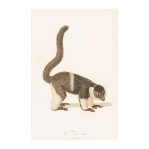 Bonhams : Jean-Baptiste Audebert (French, 1759-1800) Le Vari Variété A ...