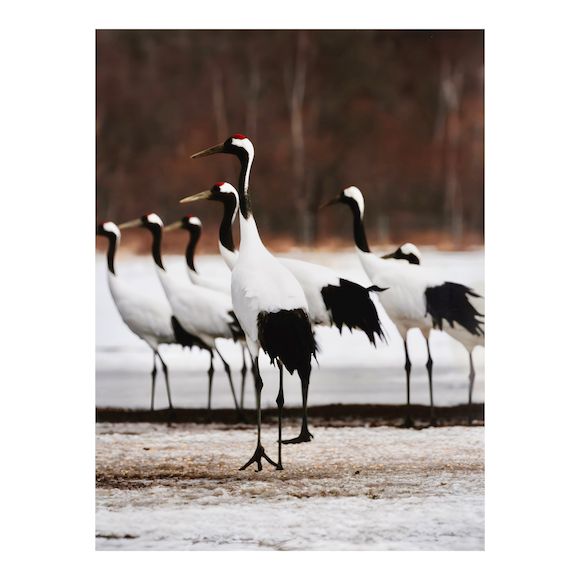 Bonhams : MICHELLE LILES (B. 1969) Red-Crowned Crane Symmetry, 2015