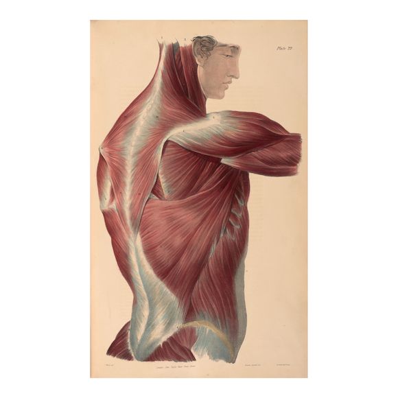 Bonhams : QUAIN, JONES. 1796-1865; and WILLIAM JAMES ERASMUS WILSON ...