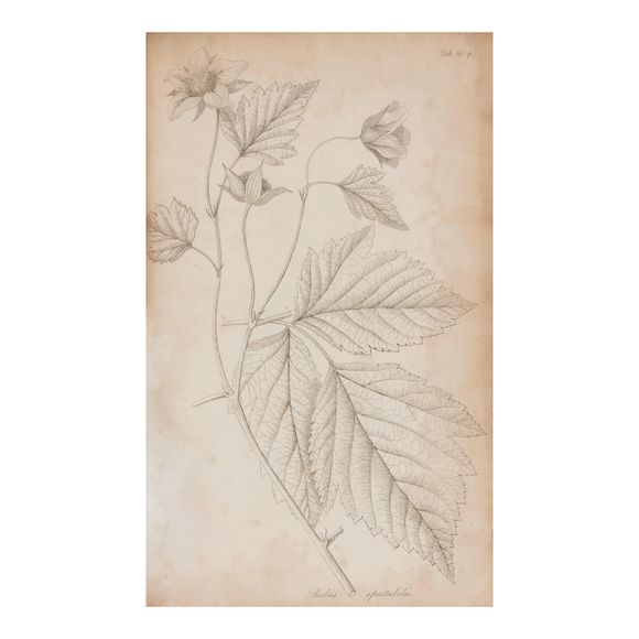 Bonhams : OVER 100 SPECIES COLLECTED BY LEWIS AND CLARK PURSH ...